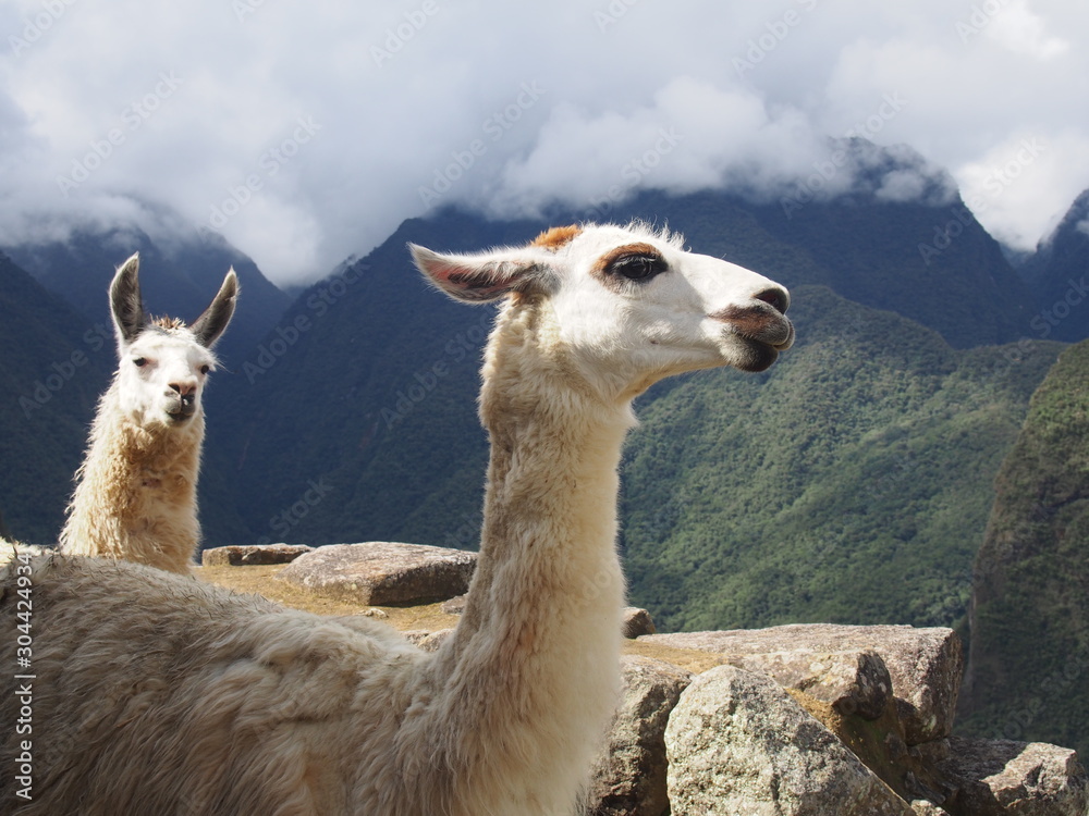 Llamas standing with a spectacular view behind it, Ruins of Inca Empire ...