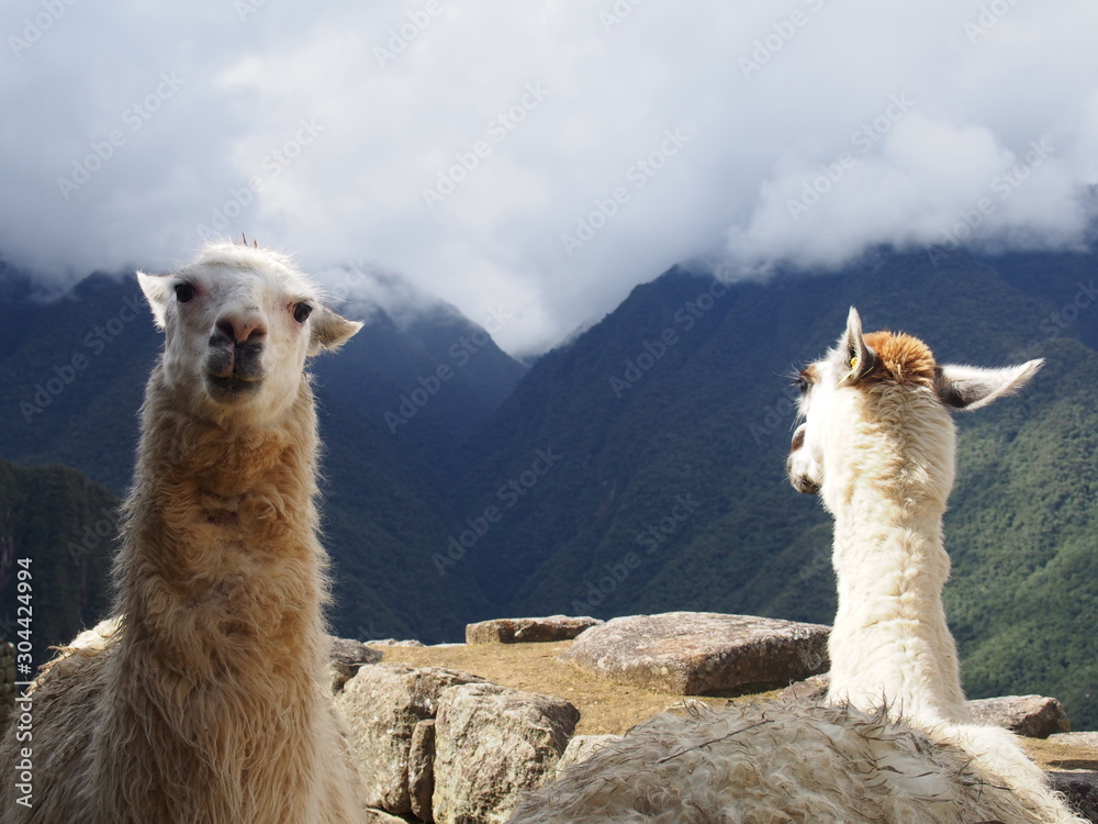 Llamas standing with a spectacular view behind it, Ruins of Inca Empire ...