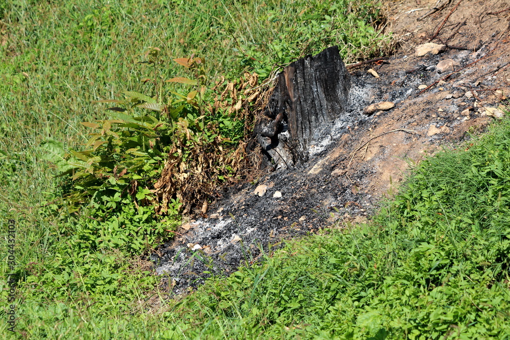 Burned dark tree stump left after cutting on side of small hill ...