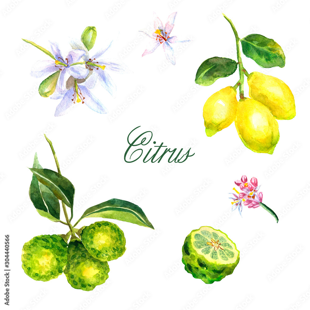 Watercolor hand-drawn set of citrus isolated on white background Stock ...