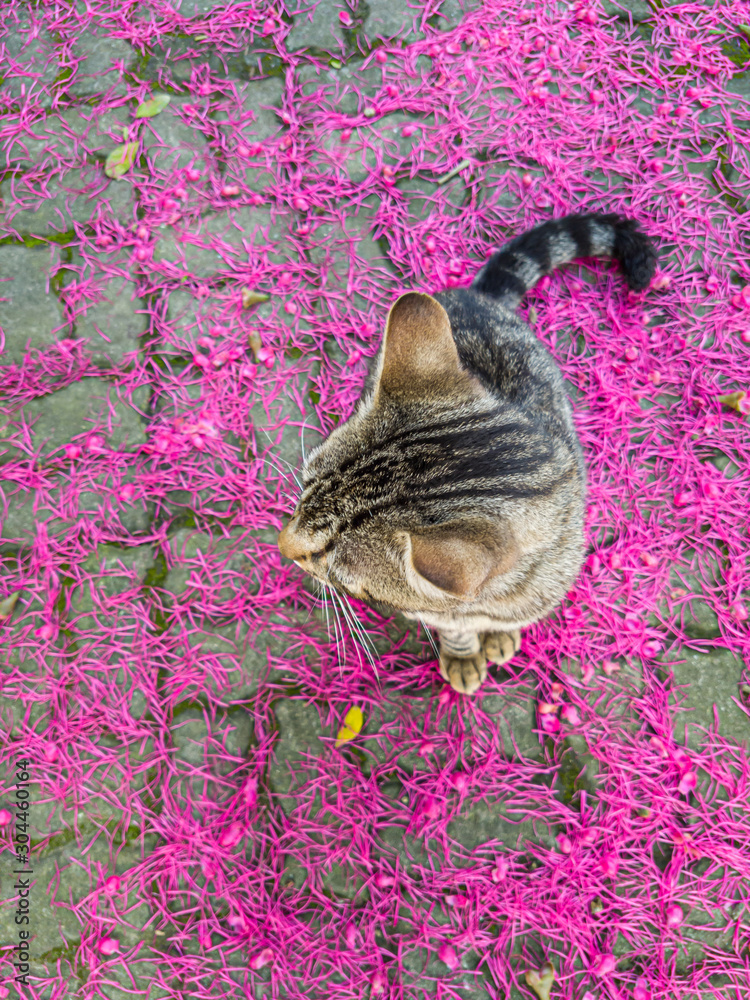 Cat Top View