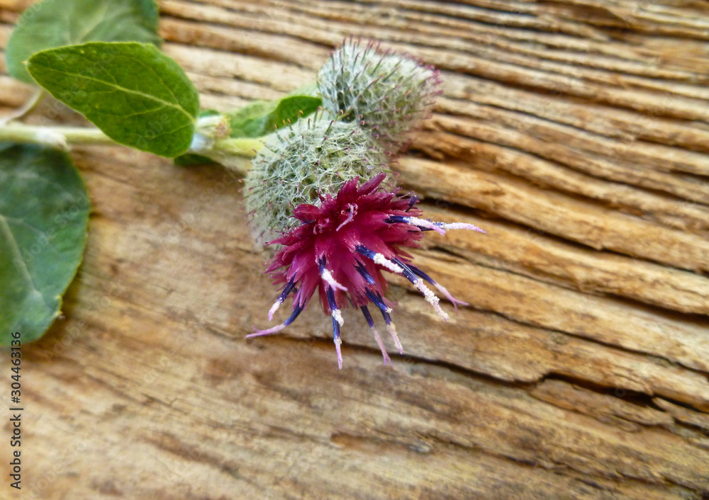 Burdock thorny purple flowers, green buds and leaves on wooden ...
