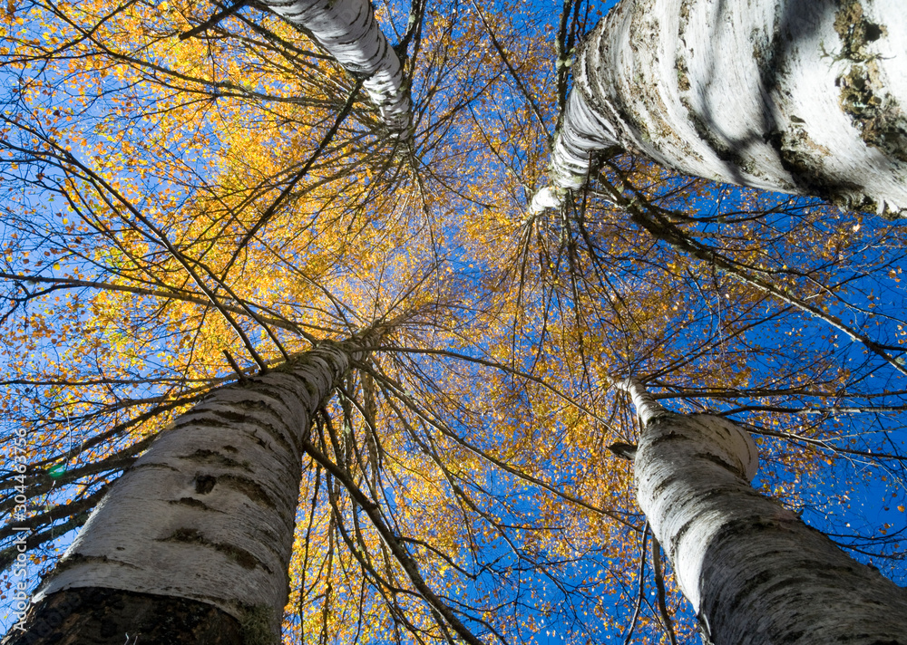 Abedules (árboles) en otoño en el Valle de Arán (Pirineo) foto de Stock ...