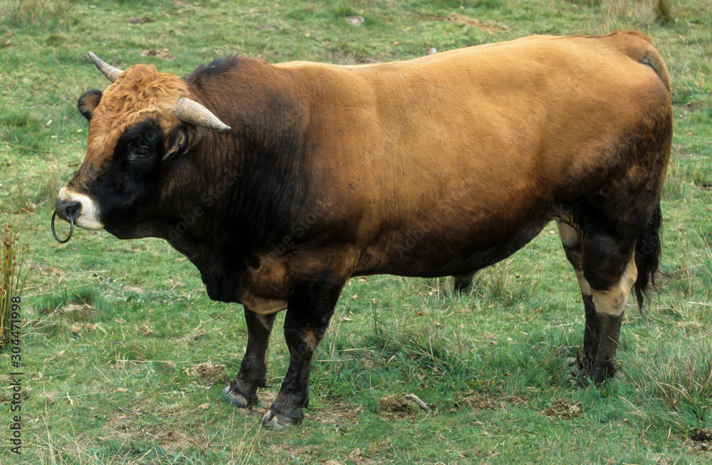 Taureau, race Aubrac Stock Photo | Adobe Stock