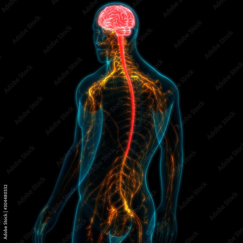 Central Organ of Human Nervous System Brain Anatomy Stock Illustration ...