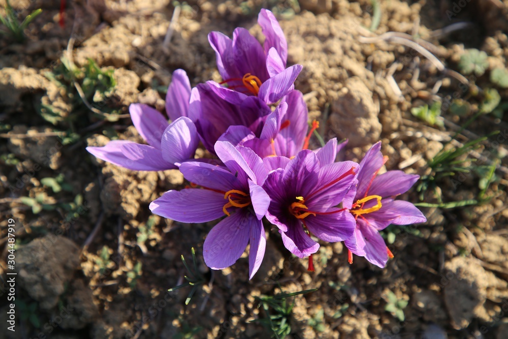 Harvest Flowers of saffron after collection. Crocus sativus, commonly ...
