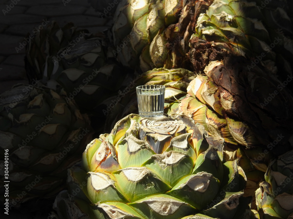 Agave-mezcal Stock Photo | Adobe Stock