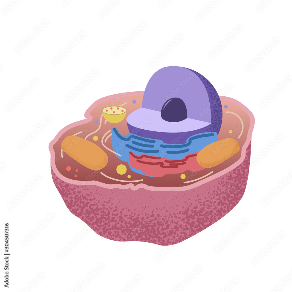 The inside of a human cell Stock Vector | Adobe Stock