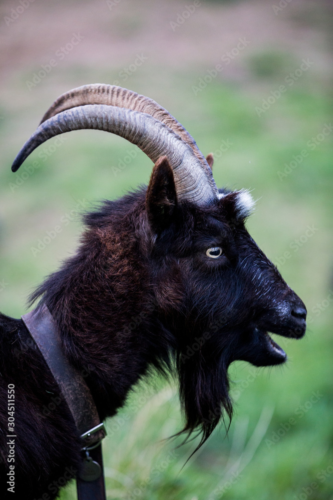 Side view of billy black goat on farm Stock Photo | Adobe Stock