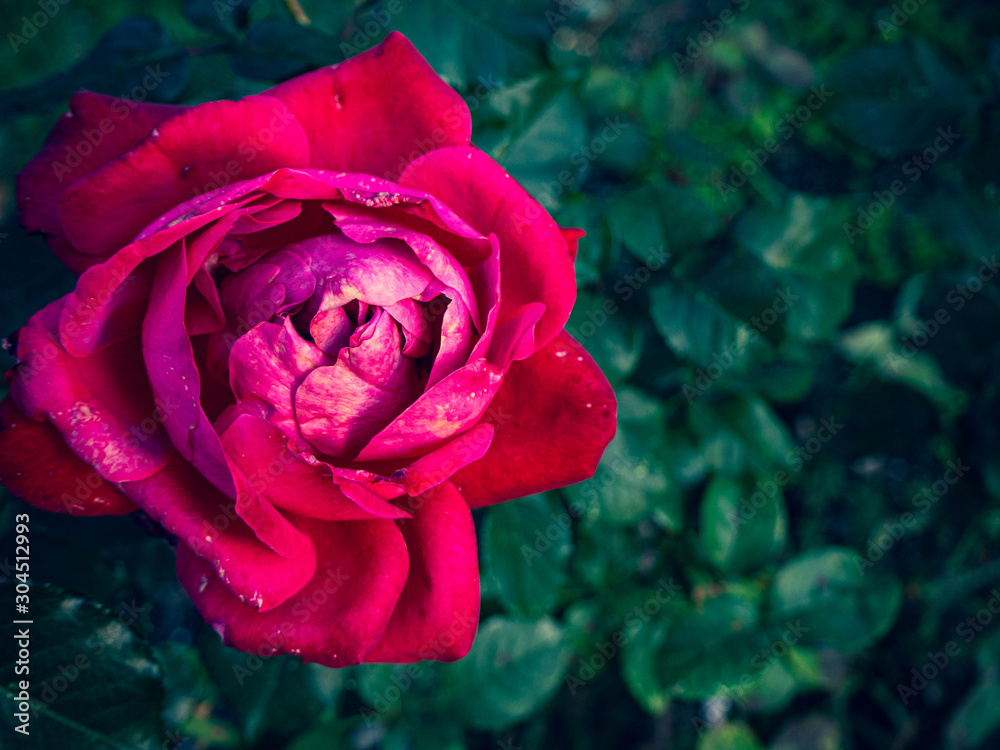 Beautiful red rose from top view with cross-processed colours on the ...