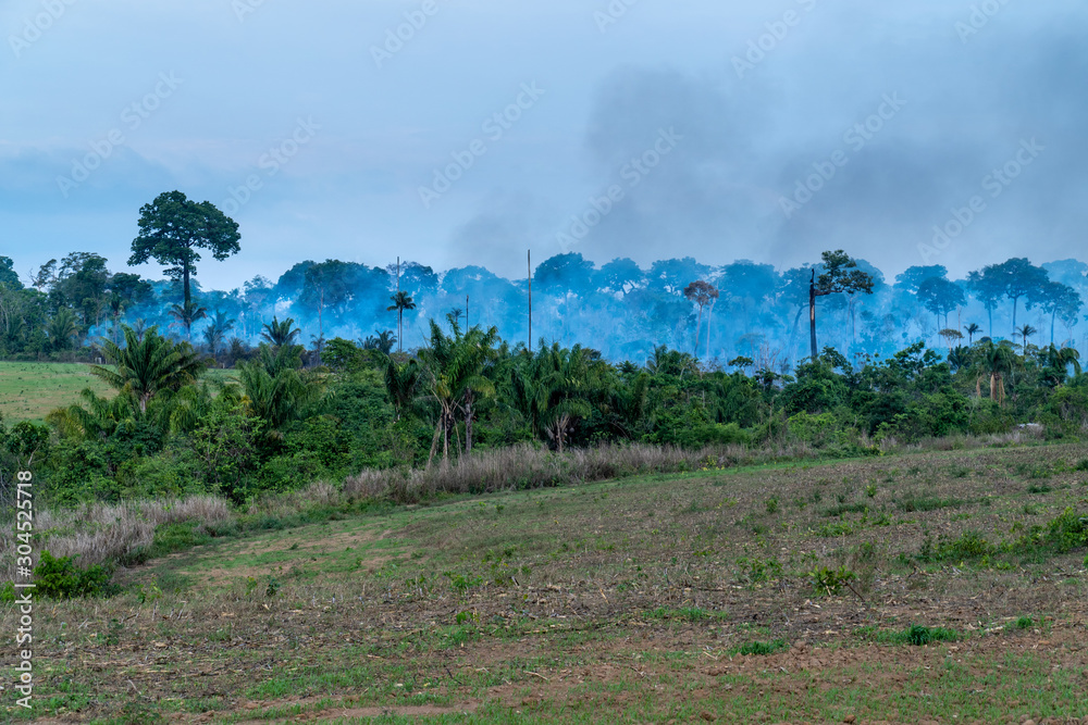 Amazon rainforest burning to increase pasture area for cattle and ...