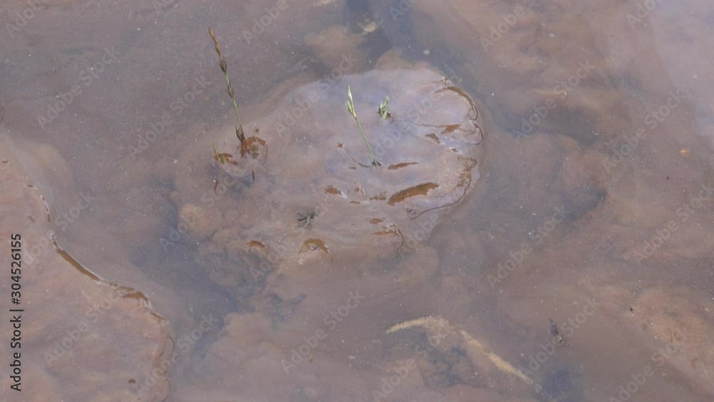 Water pollution, dehydration and stagnation in natural waters. Spring ...