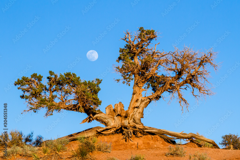 Moon rising above hte branches of an old juniper tree in southern Utah ...