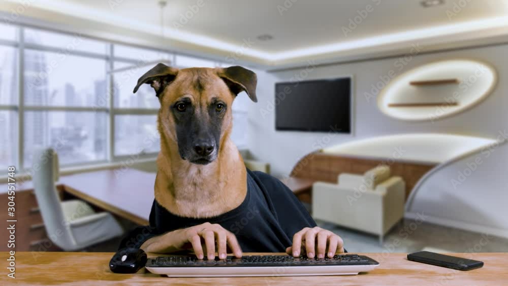 Dog with human hands sitting at a desk and typing on his computer ...
