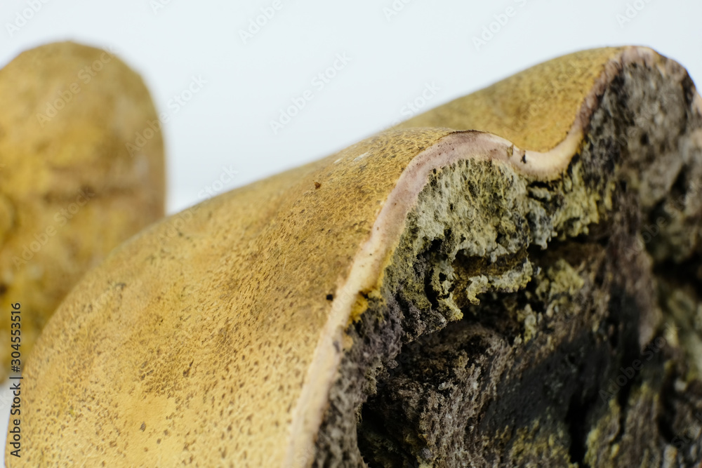 Isolated wild and toxic mushroom known as common earthball and pigskin ...