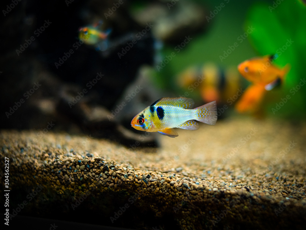 ram cichlid (Mikrogeophagus ramirezi) in a fish tank Stock Photo ...