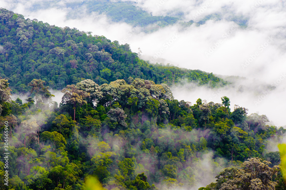 Shorea curtisii Dyer ex King, Shorea curtisii is a tree with a huge ...