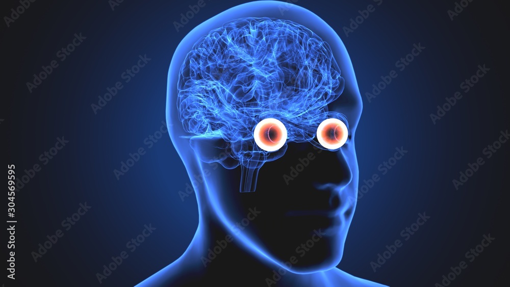 3d render of human eye sclera anatomy Stock Illustration | Adobe Stock