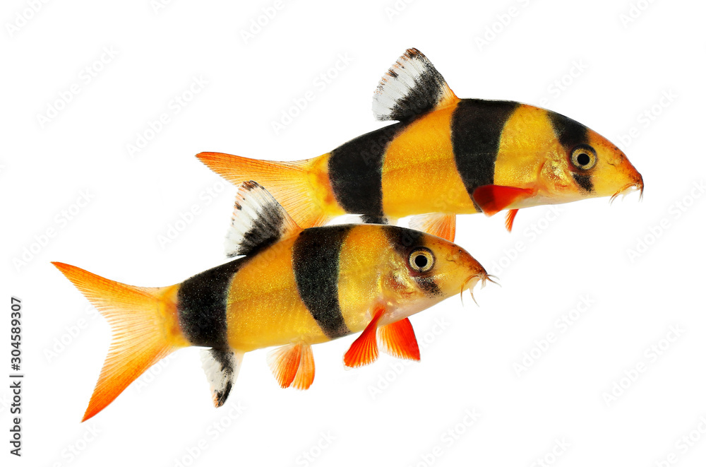 Clown loach tiger botia catfish Botia macracanthus aquarium fish Stock ...