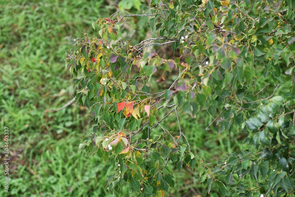 The Chinese tallow tree seeds / Chinese tallow tree (Triadica sebifera ...