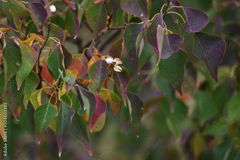 Chinese Tallow Tree For Sale Sydney at Kimberly Mayer blog