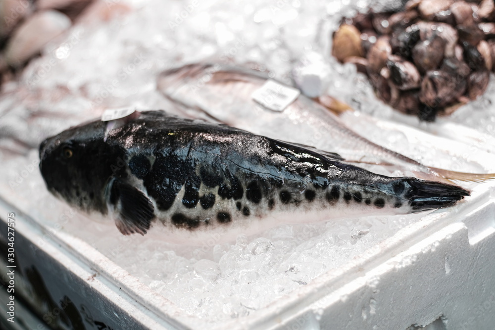 Fresh raw Japanese Fugu Fish (Puffer Fish) on iced at supermarket, Fugu ...