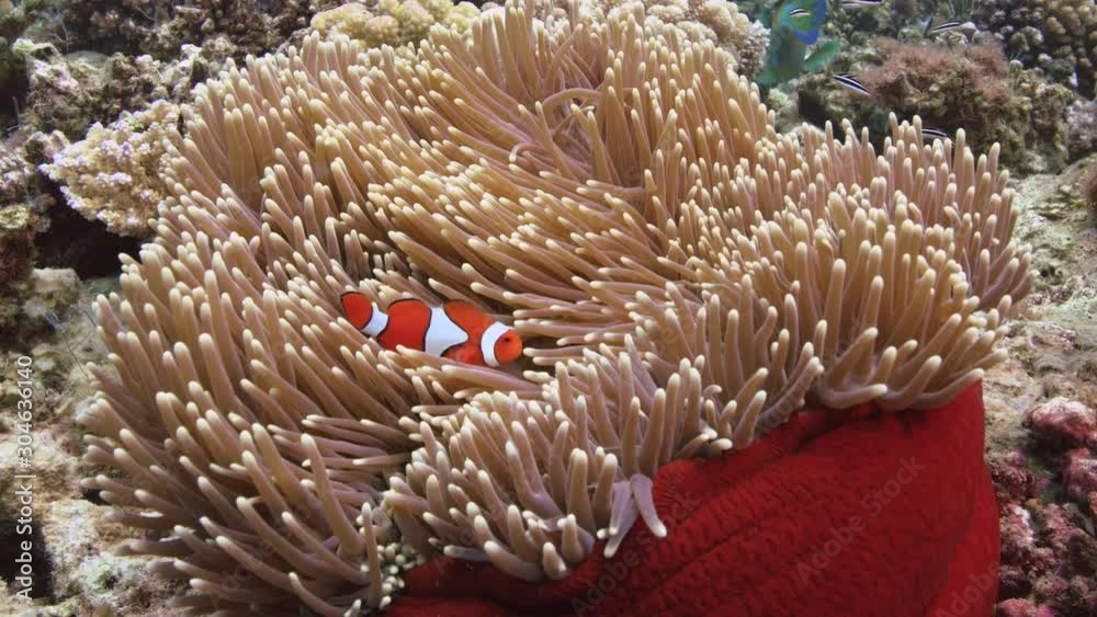Nemo Clown or Anemonefish "Amphiprion ocellaris" hiding in the ...