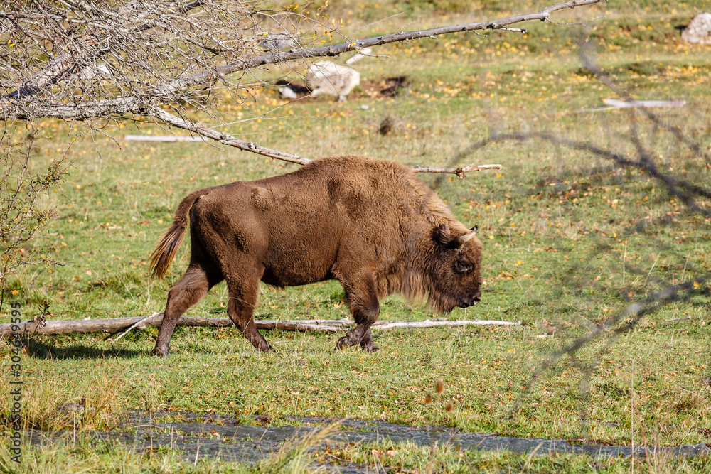 Bisonte europeo visto lateralmente moviéndose entre la vegetación ...