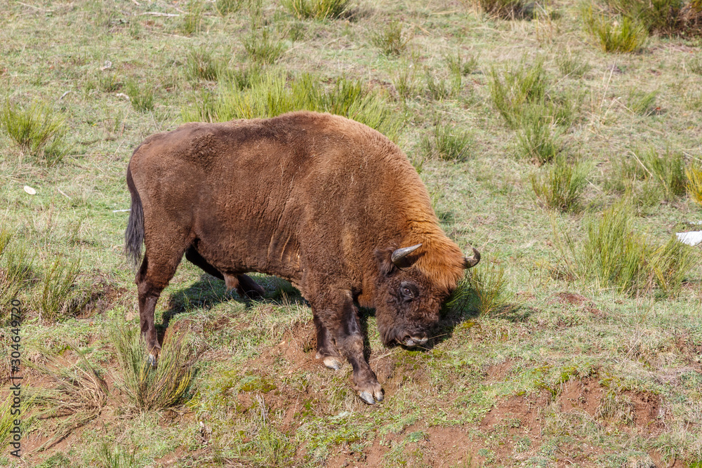 Macho de bisonte europeo. Bison bonasus. Cordillera Cantábrica, España ...