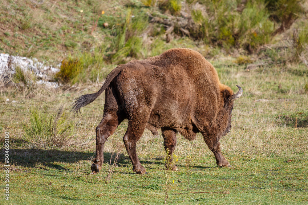 Enorme macho de bisonte europeo visto lateralmente. Bison bonasus. Cordillera Cantábrica, España ...