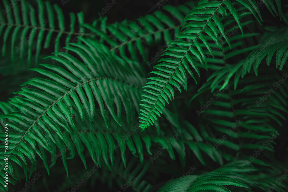 Close up detail of fronds on a Tasmanian Tree Fern(Dicksonia antarctica ...