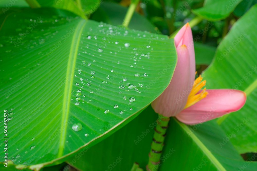 Fresh green pinnately parallel venation leaf pattern with water ...