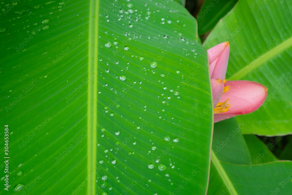 Fresh green pinnately parallel venation leaf pattern with water ...