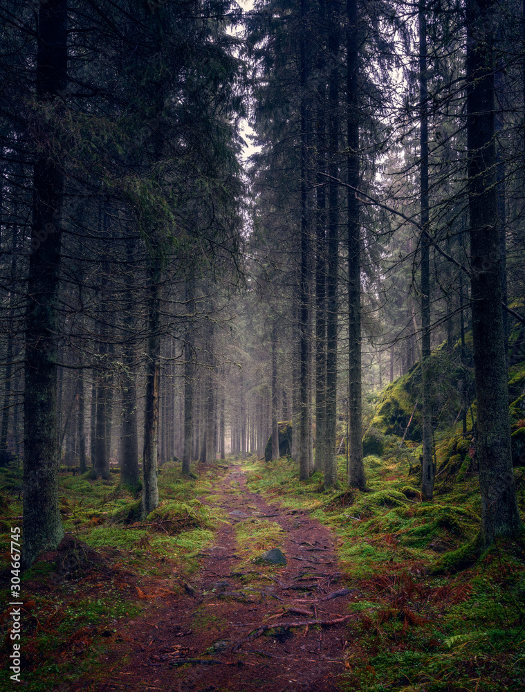 Dark Forest Wallpapers Widescreen