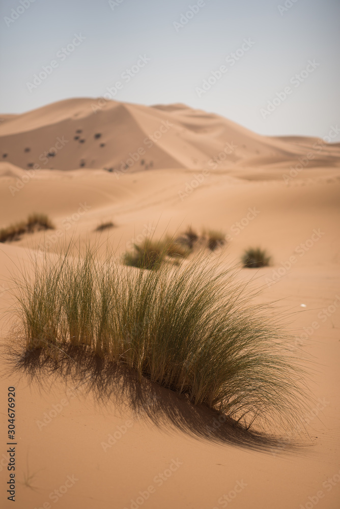 Sahara Desert Plants