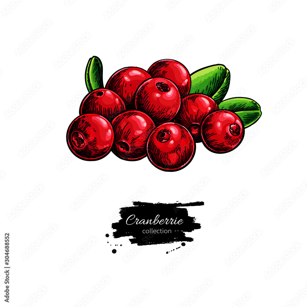 Cranberry vector drawing. Isolated berry heap sketch on white ...
