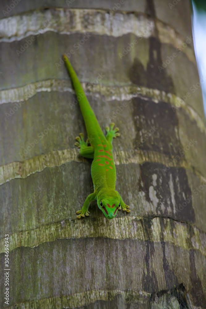 Madagascar giant day gecko on a palm tree Stock Photo | Adobe Stock
