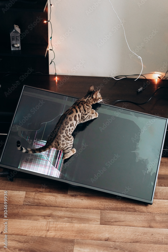 Bengal cat near a broken TV Stock Photo | Adobe Stock