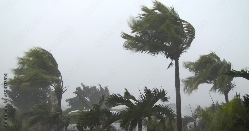 Powerful Wind From Dangerous Hurricane Blows Palm Trees - Noul Stock ...
