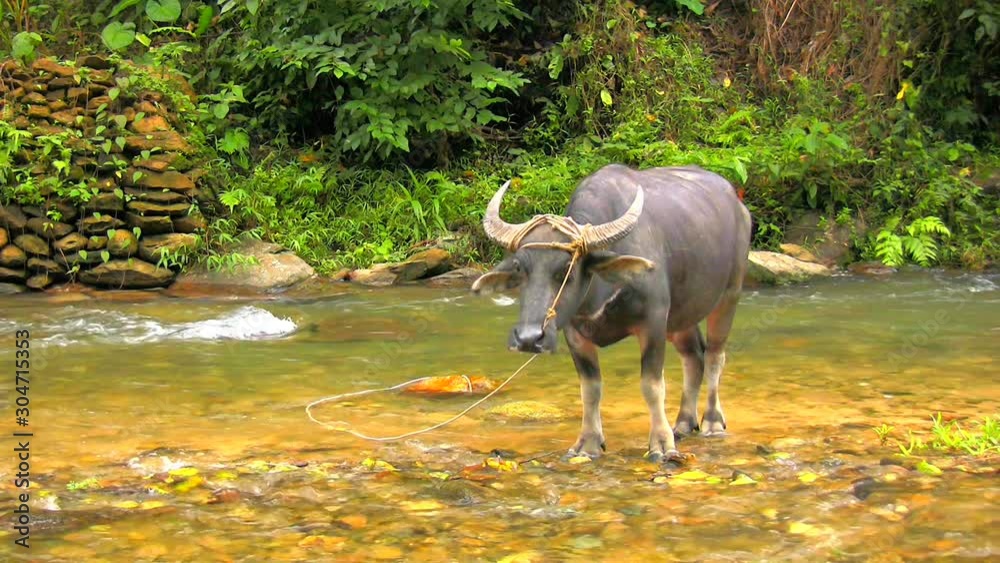 Water buffalo standing in Tukuran river on Oriental Mindoro in ...
