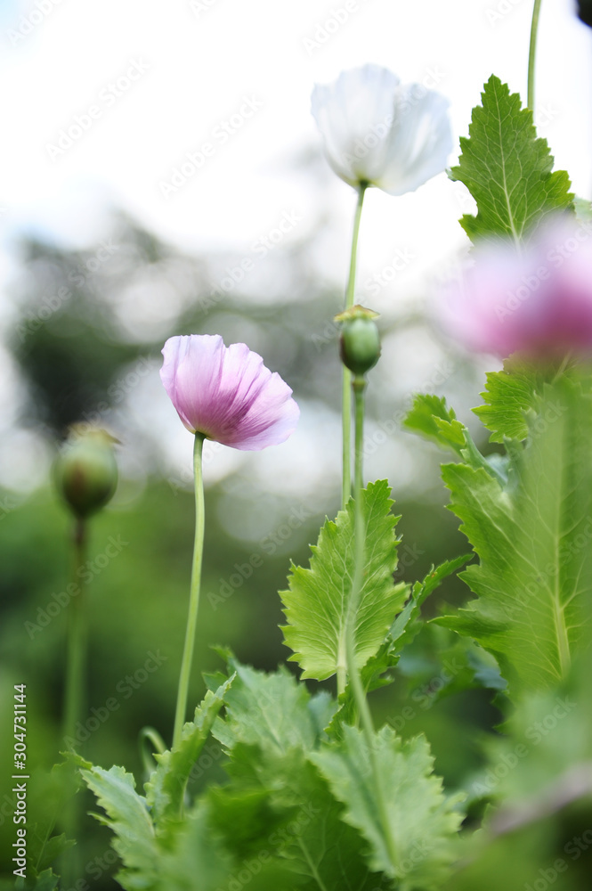 opium poppy flower was planted for the show in Hmong tribal village in ...