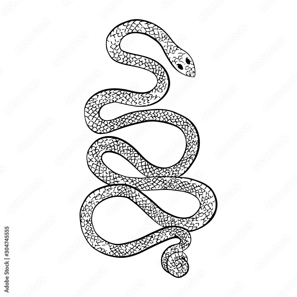 Vector illustration. Hand drawn realistic sketch of western diamondback ...