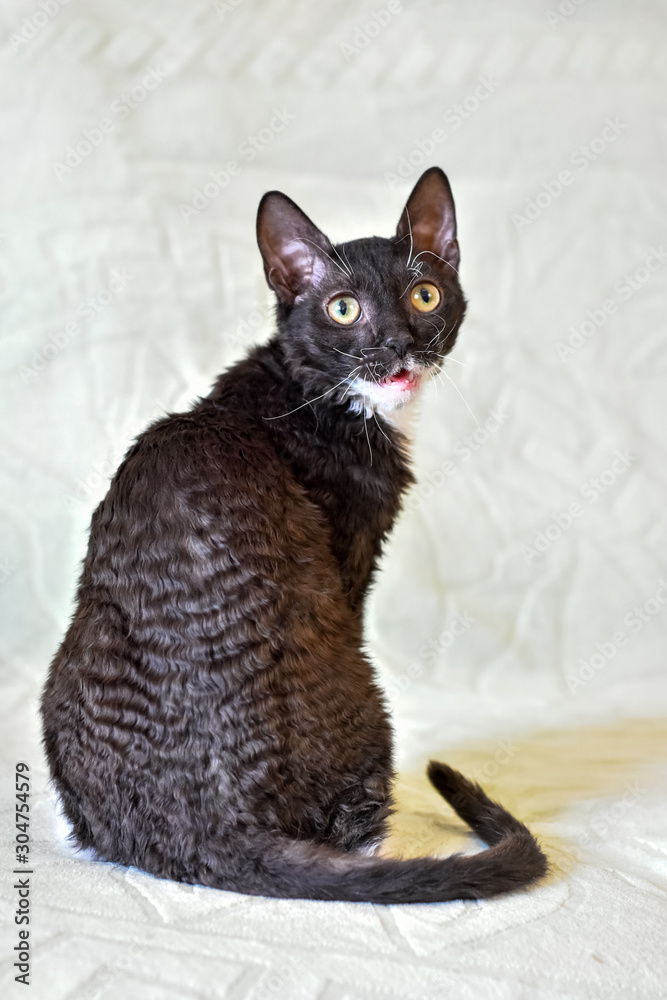 Charming curly-haired cat Ural Rex sits on the bed and looks at the ...