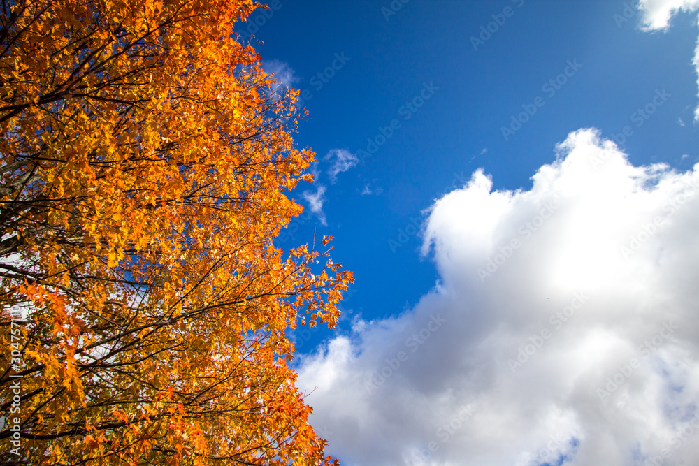 Autumn Leaves And Blue Sky Background. Stock Photo | Adobe Stock