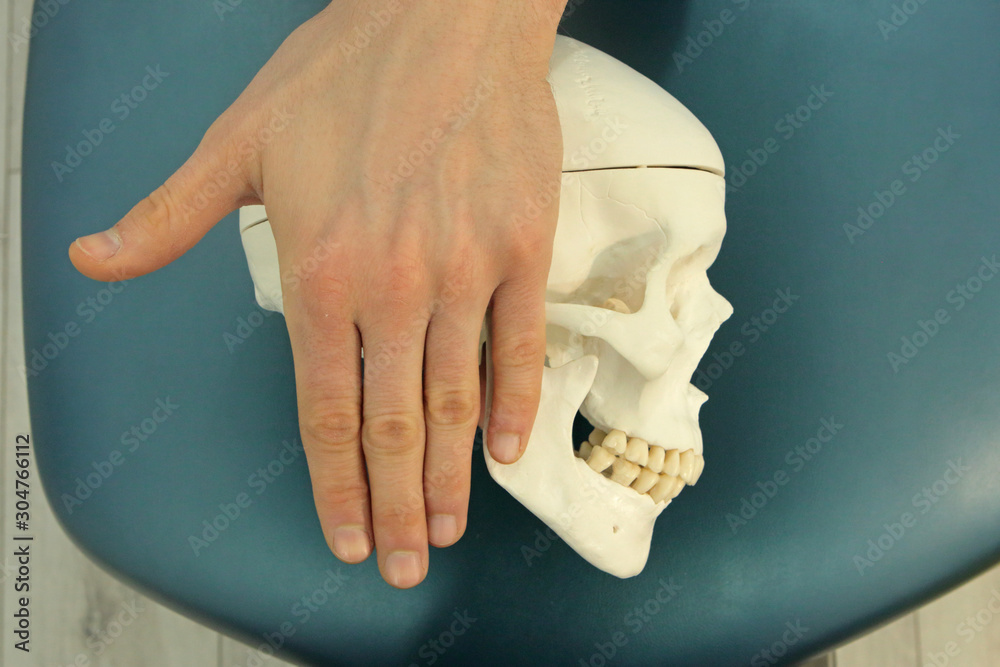 Hand on the model of human skull Stock Photo | Adobe Stock