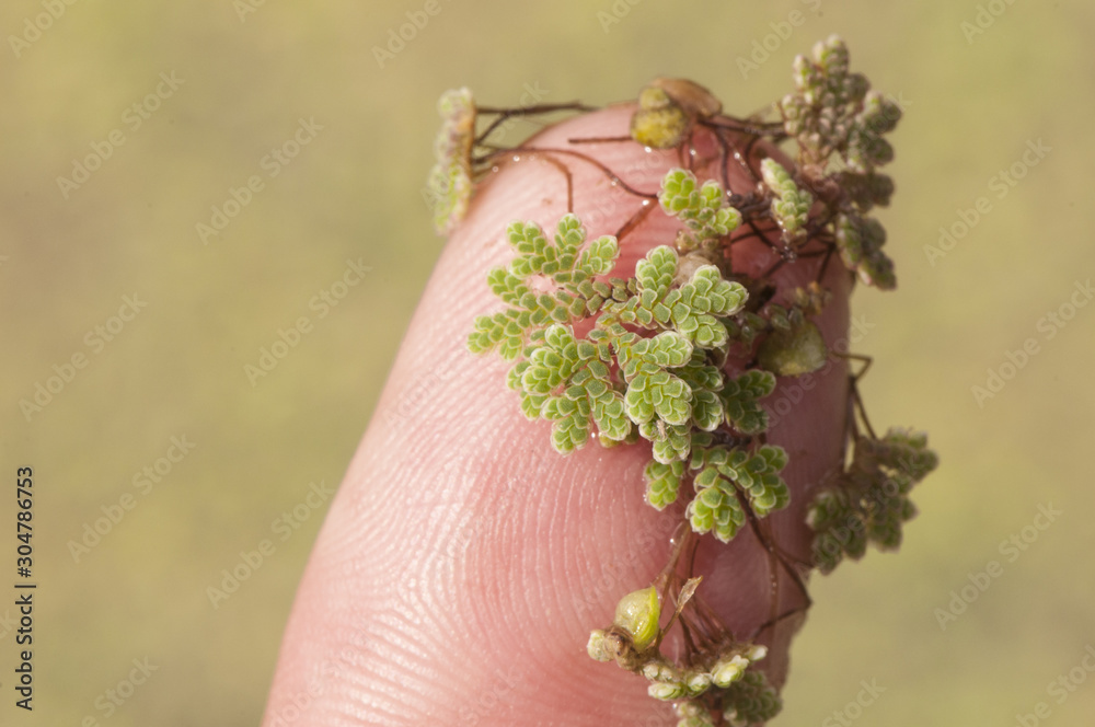 Lemna cf gibba swollen duckweed weed that grows in bodies of stagnant ...