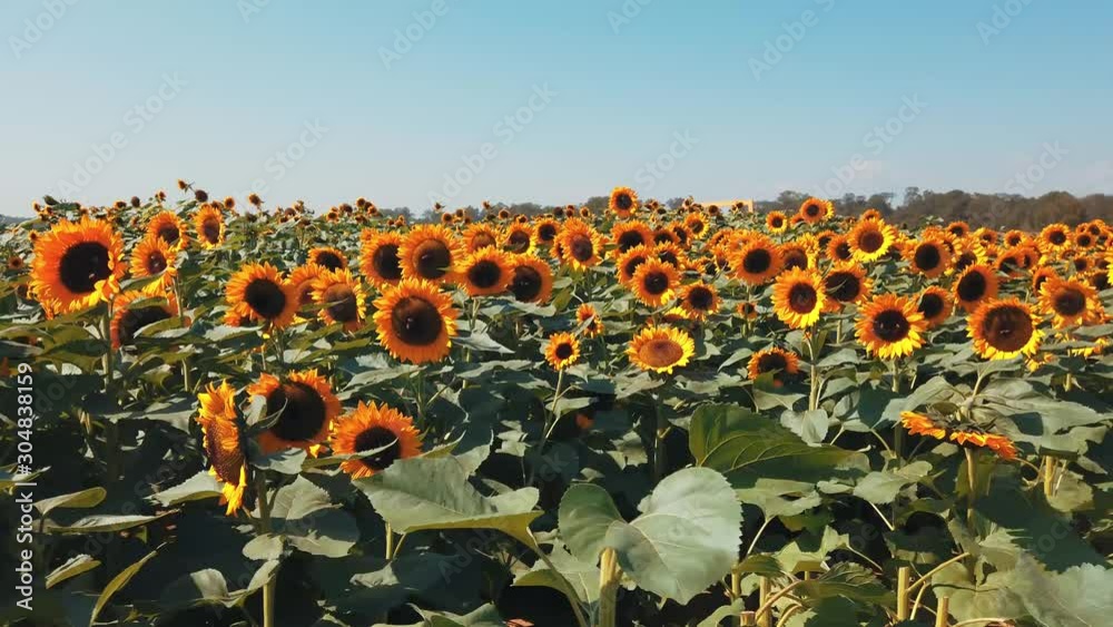 Sunflower field with beautiful colors in farm Stock Video | Adobe Stock