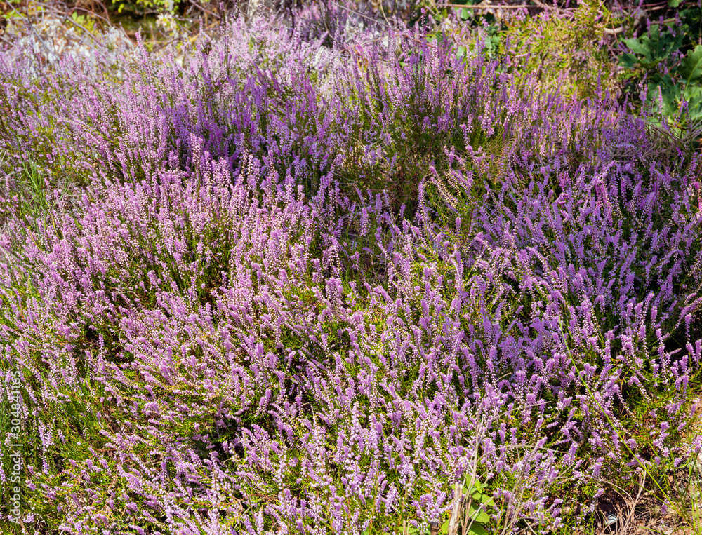 Common heather or ling (Calluna vulgaris) is a small shrub native to ...