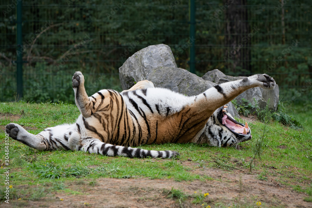 Stretching Tiger Stock Photo | Adobe Stock