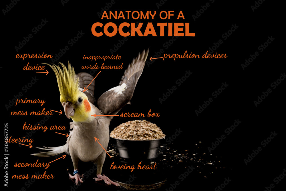 Funny Cockatiels